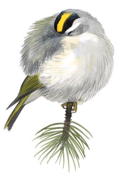 Book excerpt: David Allen Sibley's "What It's Like to Be a Bird" - CBS News