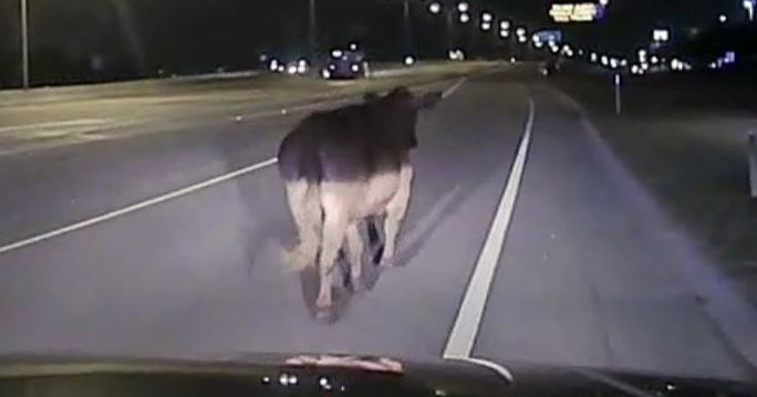 Police Officers In Texas Shut Down Highway To Mooove Cow Along - CBS Texas
