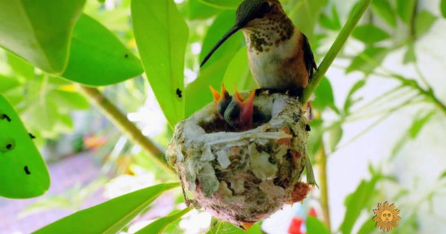 Nature: Hummingbird nest - CBS News