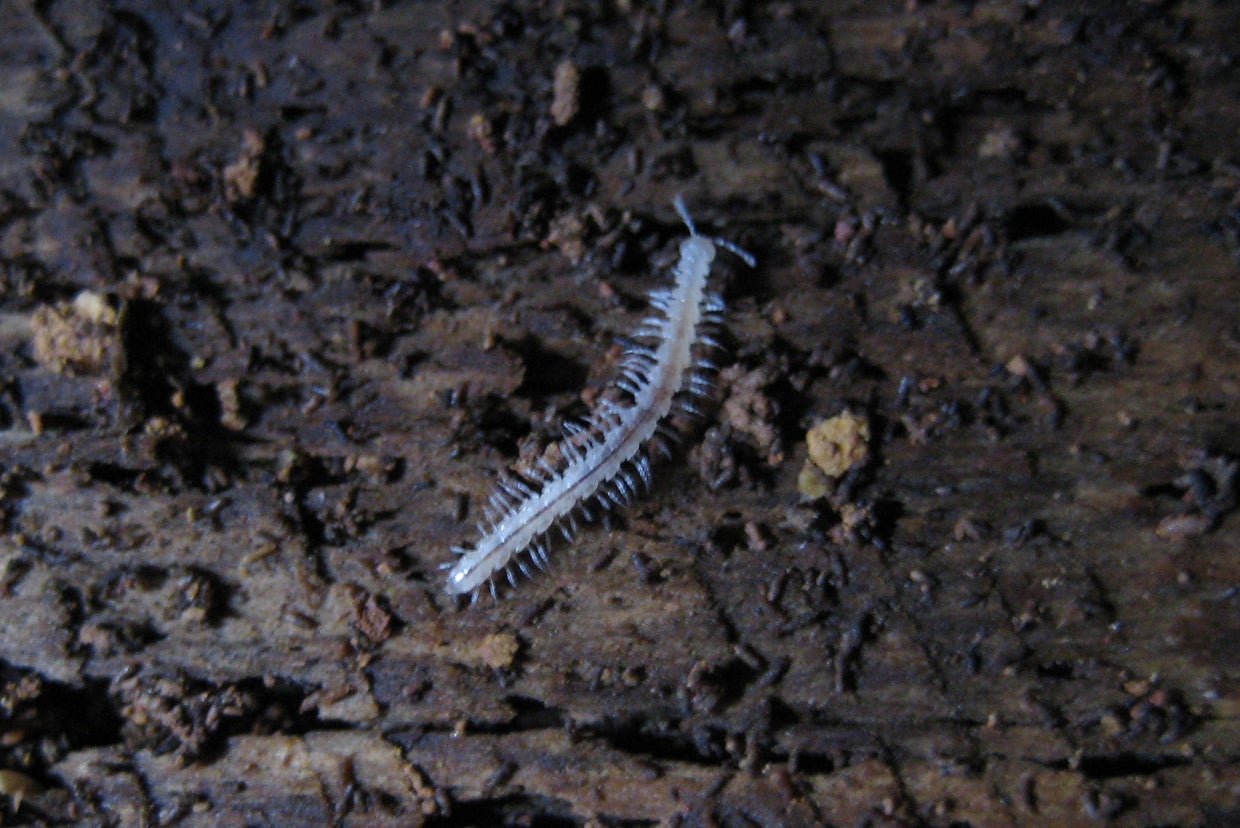 Albino Millipedes With No Eyes Discovered In Colorado Caves - CBS Colorado