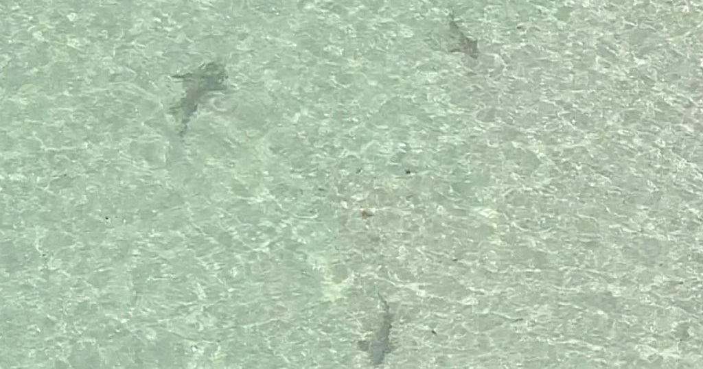 Just As Beaches Reopen, Sharks Spotted Close To Shore In South Beach ...