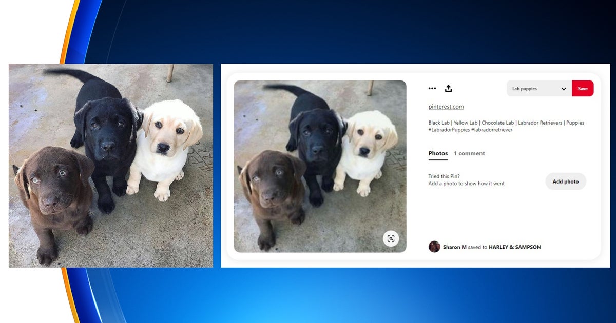Man Trying To Buy Puppy For His Wife Falls Victim To Facebook Scam ...