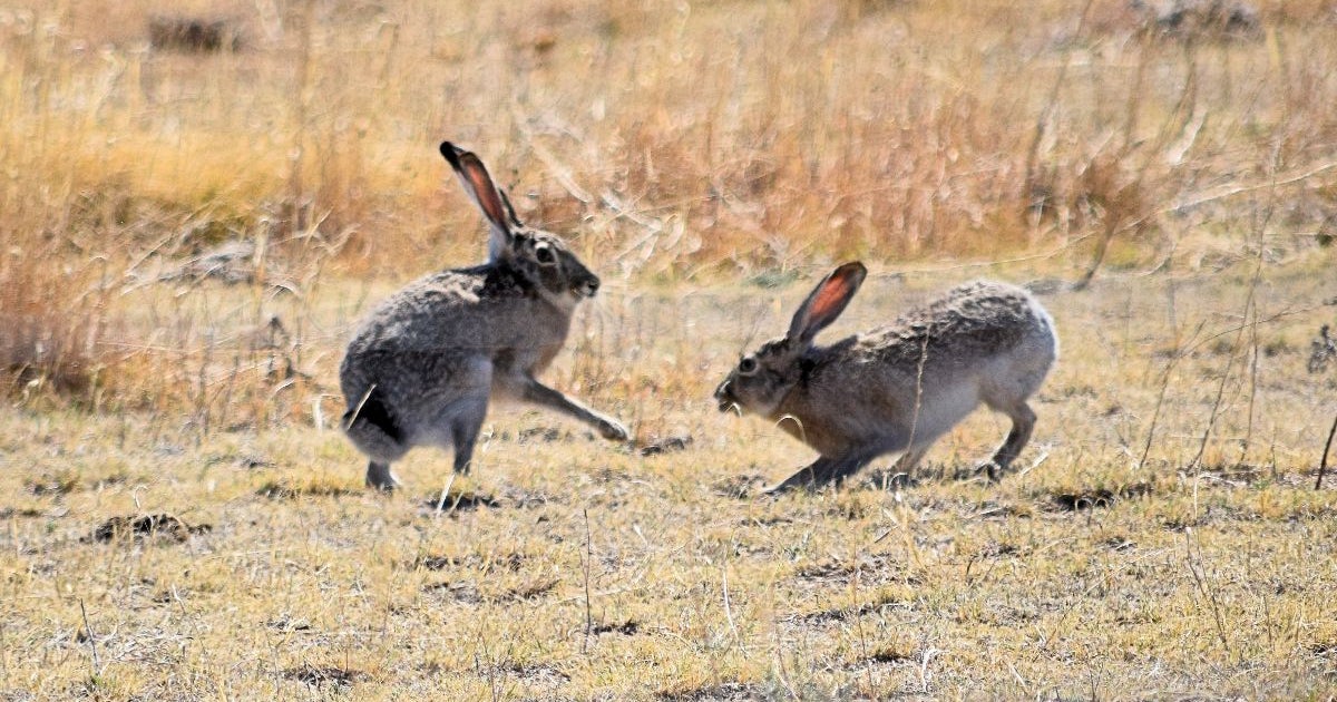 Colorado Wildlife Experts Tracking Spread Of Deadly Rabbit Hemorrhagic ...