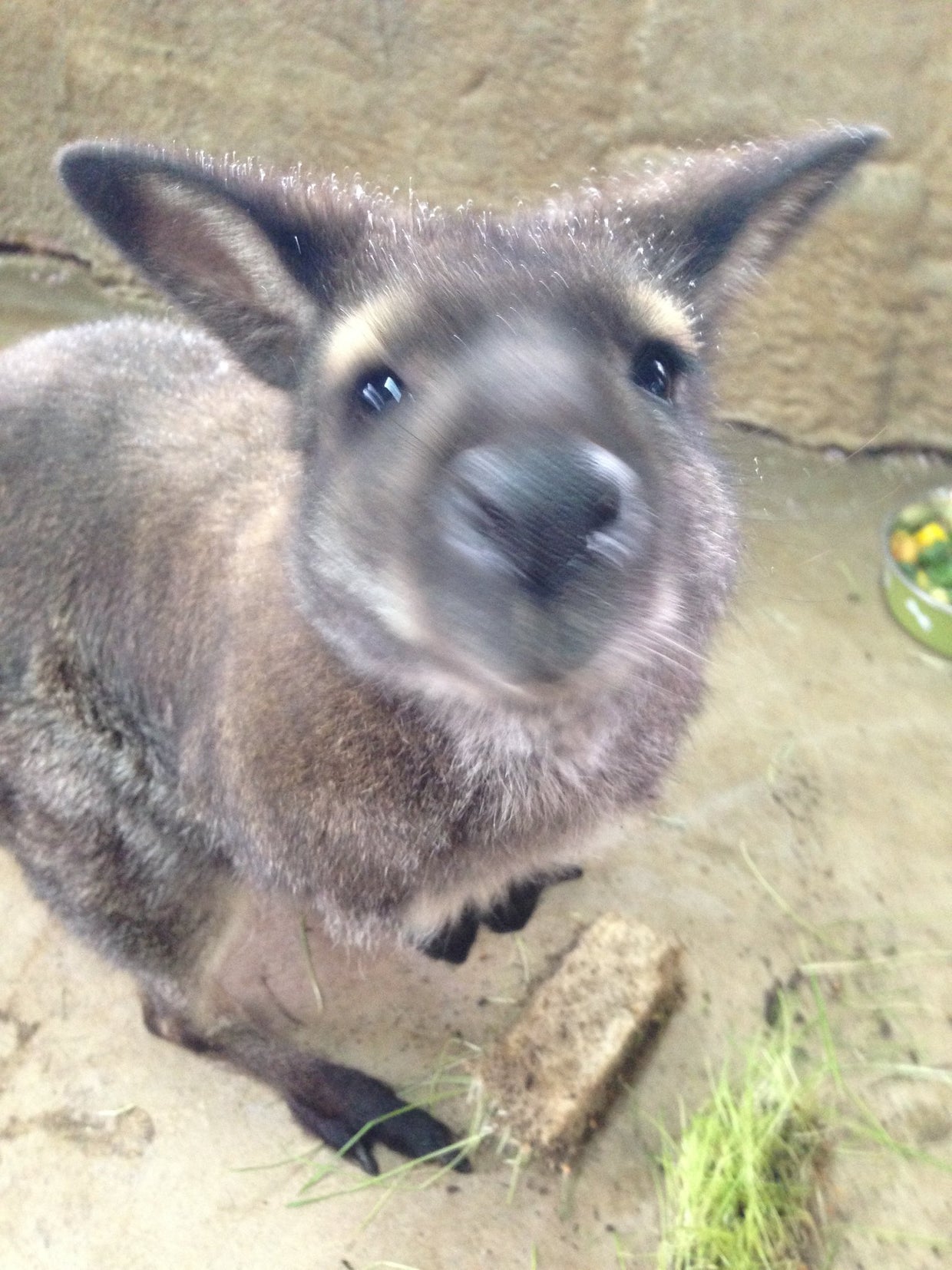Zoology Foundation Looking For Escaped Wallaby Last Spotted In Aurora ...