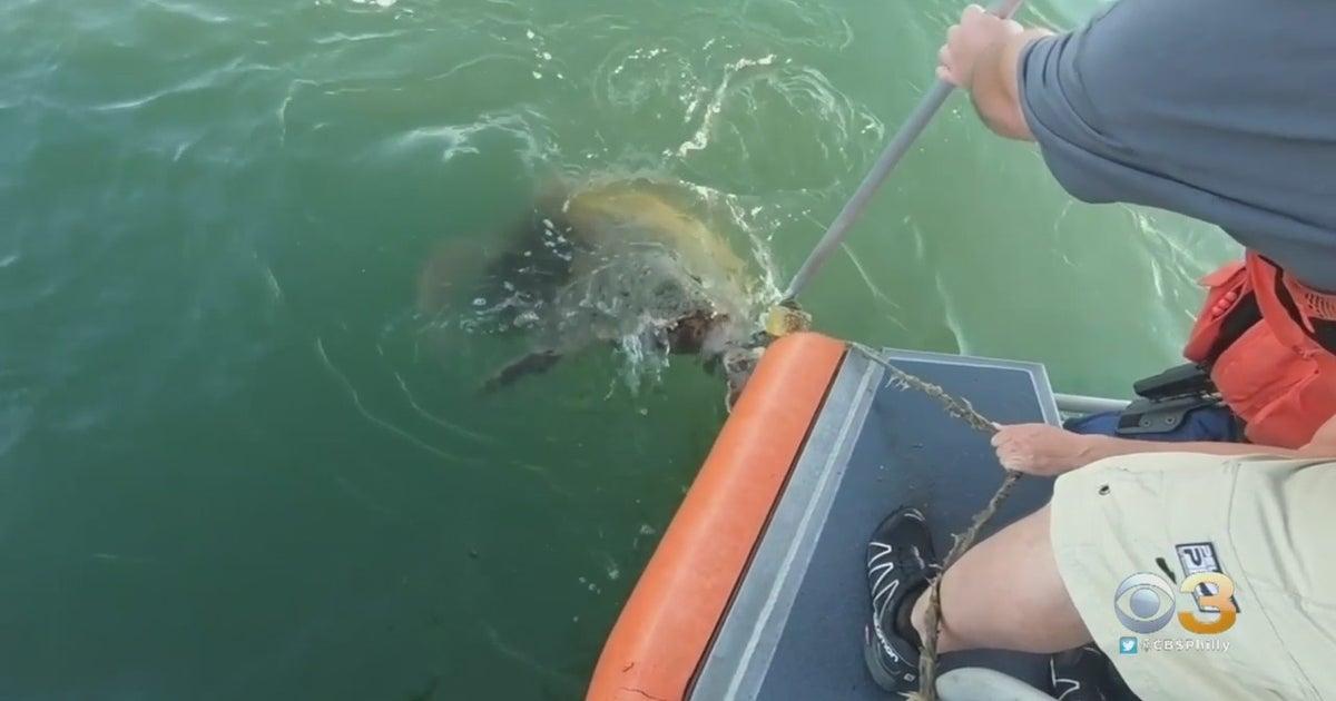 U.S. Coast Guard Rescues Entangled 200-Pound Loggerhead Sea Turtle In ...