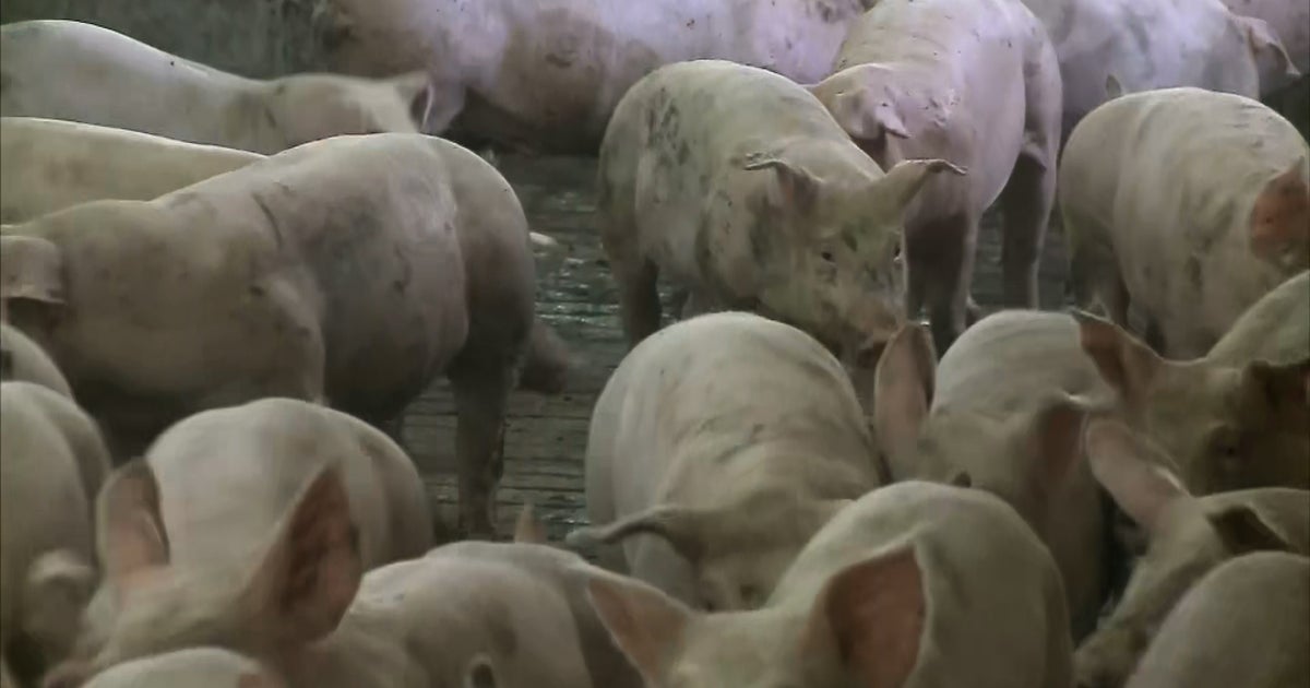 Minnesota Pork Producers Work To Bounce Back As COVID-19 Restrictions ...