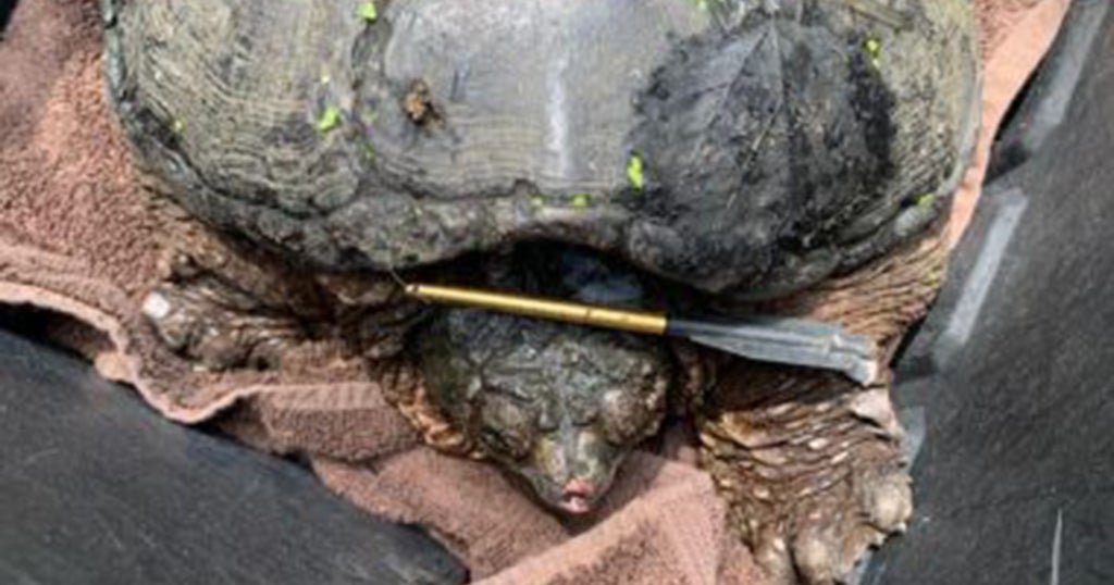 'Shocking Animal Cruelty': $5,000 Reward For Info After Turtle, Rabbit ...