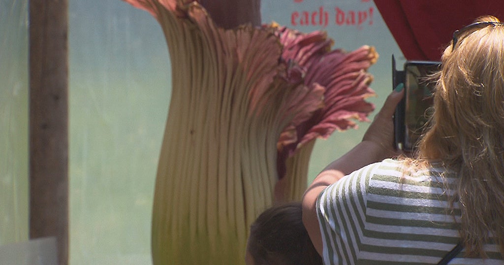 'Smells Like Rotting Meat': Rare Corpse Flower In Bloom At Franklin ...