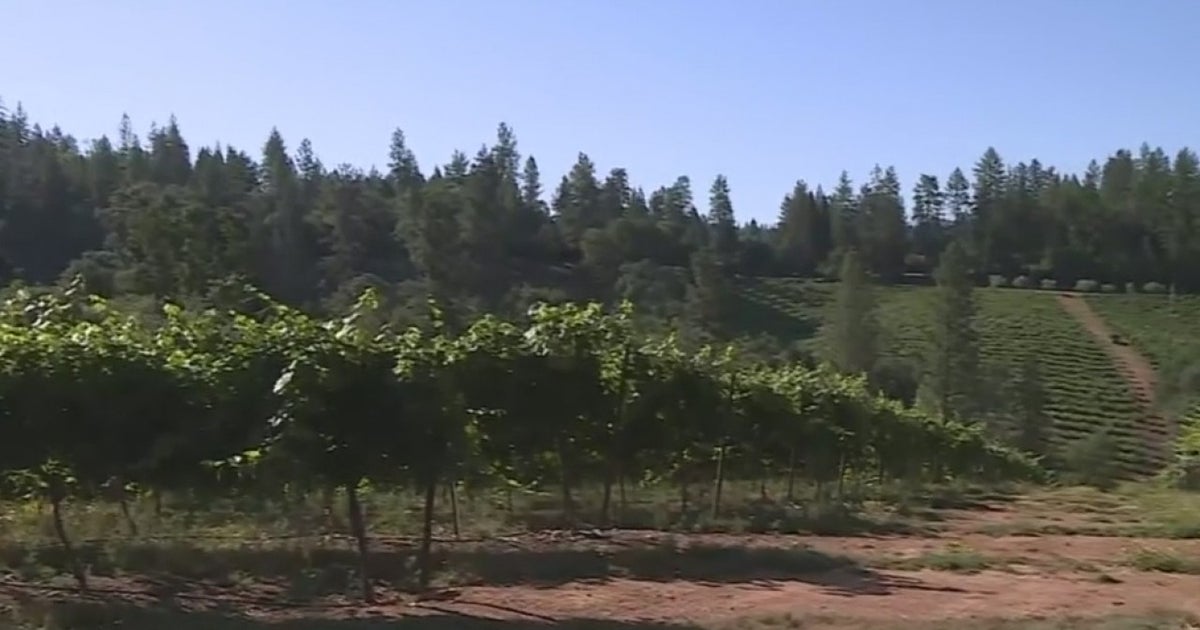 Same Vines, Different Grapes: Boeger Winery Growing New Varietal From ...