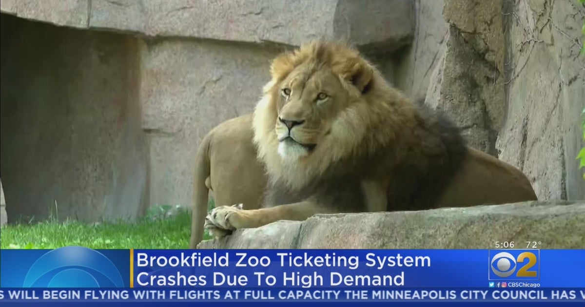 Brookfield Zoo Ticketing System Crashes Due To High Demand - CBS Chicago