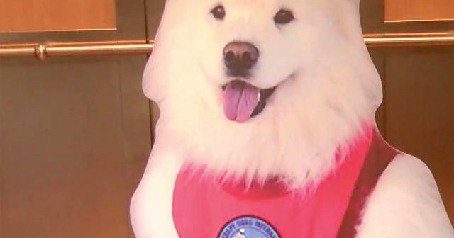 Flat Teddy, the cardboard "therapy dog," visits hospital patients - CBS ...