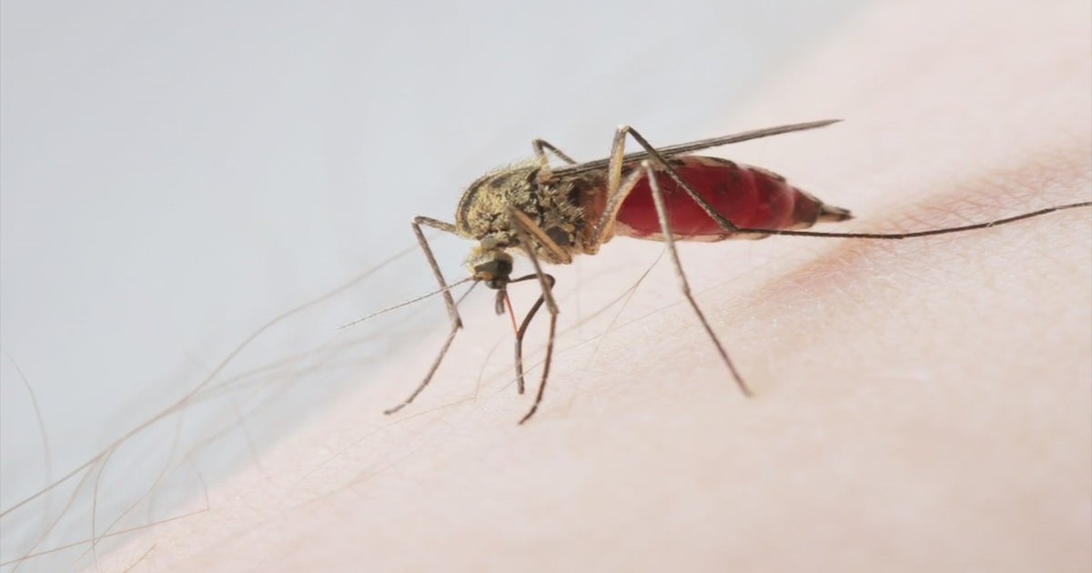 Mosquito Control Underway After Recent Heavy Rainfall - CBS Minnesota
