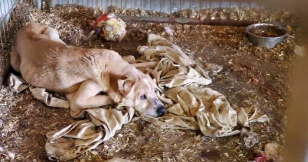 Over 200 Animals Taken From Dirty, Unhealthy Property - CBS Pittsburgh