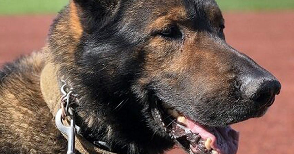 Boston Police Department K-9 Officer Rocky Dies After Brief Illness ...