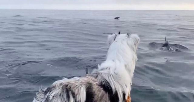 Dog mesmerized by dolphins - CBS News