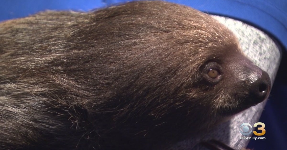 Adventure Aquarium Welcome Two Baby Sloths - CBS Philadelphia