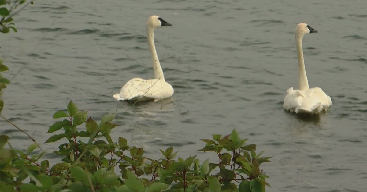 Minn. Researchers Track Trumpeter Swans To Monitor Habitat, Migration ...