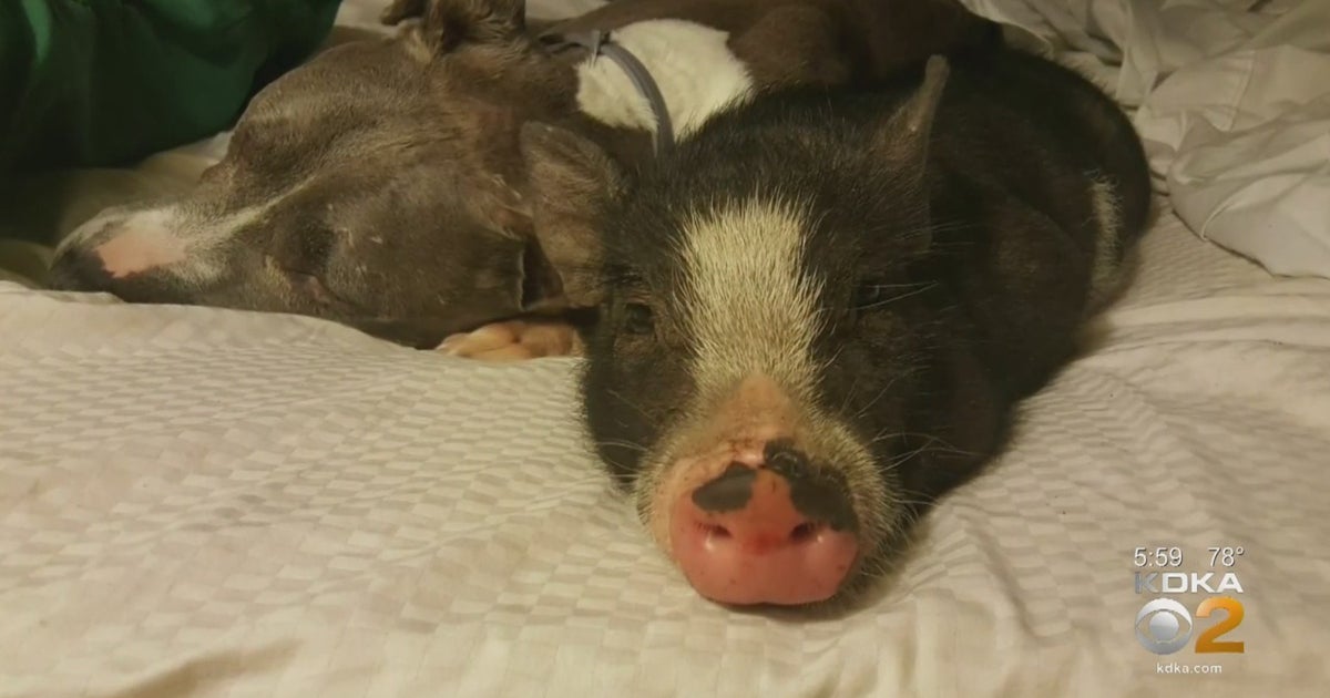 Group Of 5 Women Band Together To Find Runaway Piglet In Pleasant Hills ...