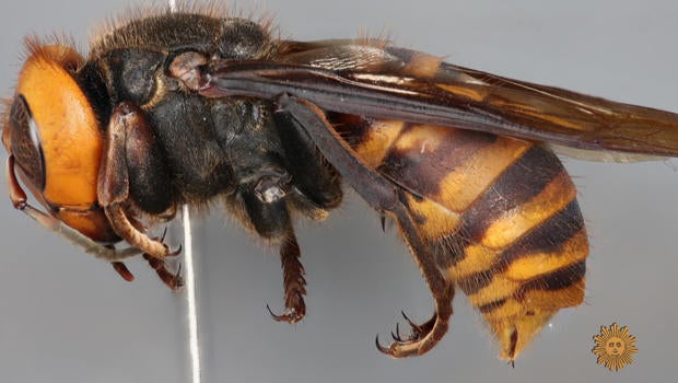 Invasion! The threat from Asian giant hornets - CBS News