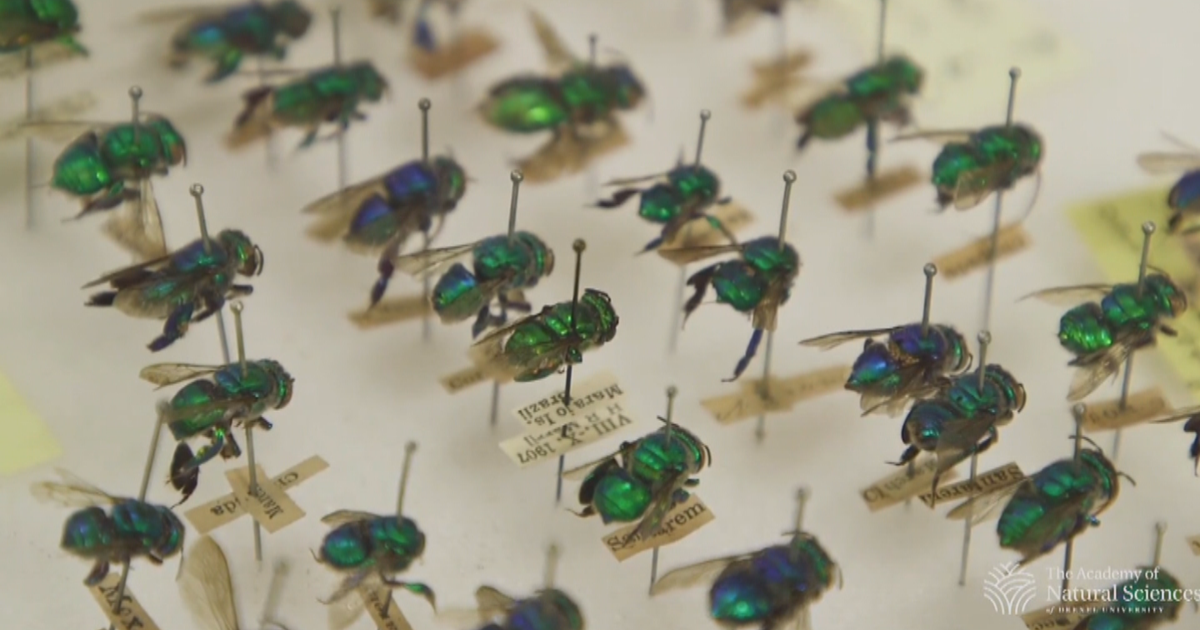 Academy Of Natural Sciences Adapting To Pandemic By Moving Bug Fest ...