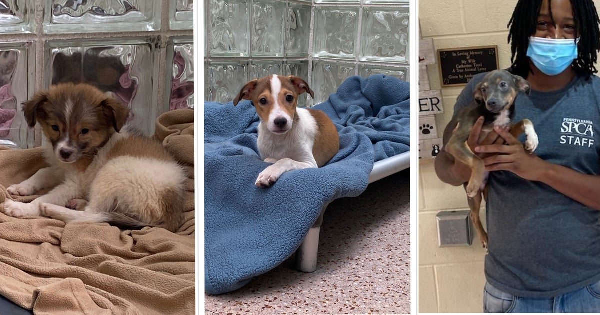 PSPCA Rescues 23 Dogs, 7 Cats From Unsanitary, Poor Medical Conditions ...