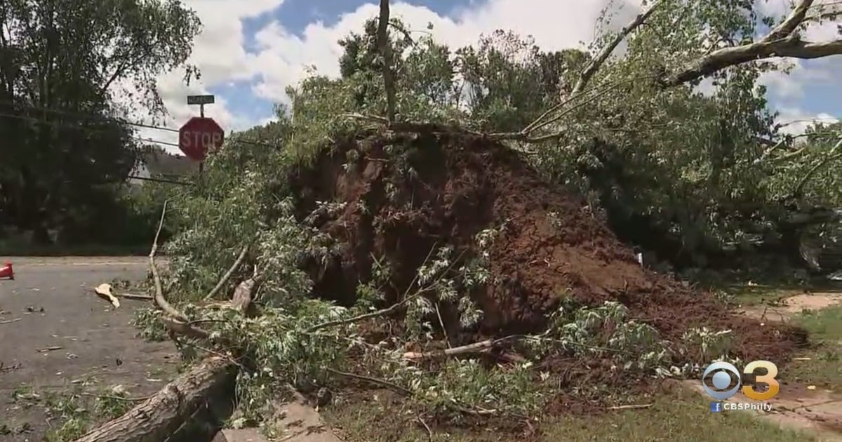 What You Need To Know About Filing Insurance Claims For Tree-Related ...