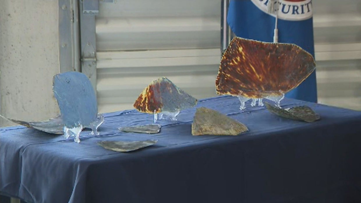 Shipment Of Endangered Sea Turtle Shells Seized At Miami International ...