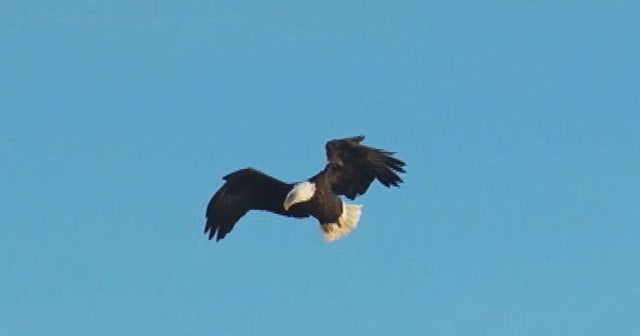 Eagle sightings up due to abnormal winter - CBS News
