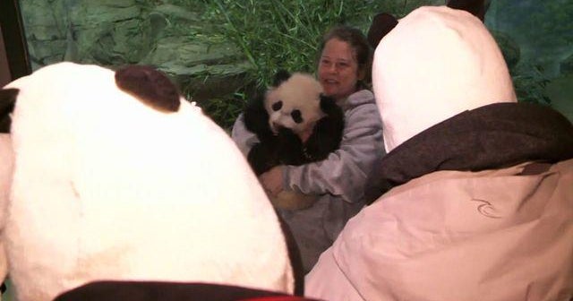 National Zoo's baby panda meets adoring public - CBS News
