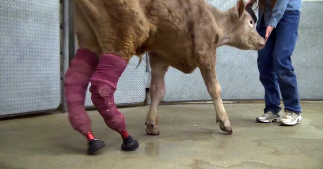 Rescued calf walking again, thanks to prosthetic legs - CBS News