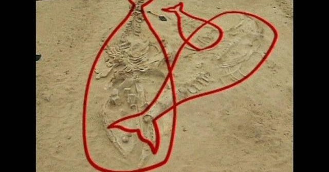 Scientists uncover secrets of whale graveyard in Chile - CBS News