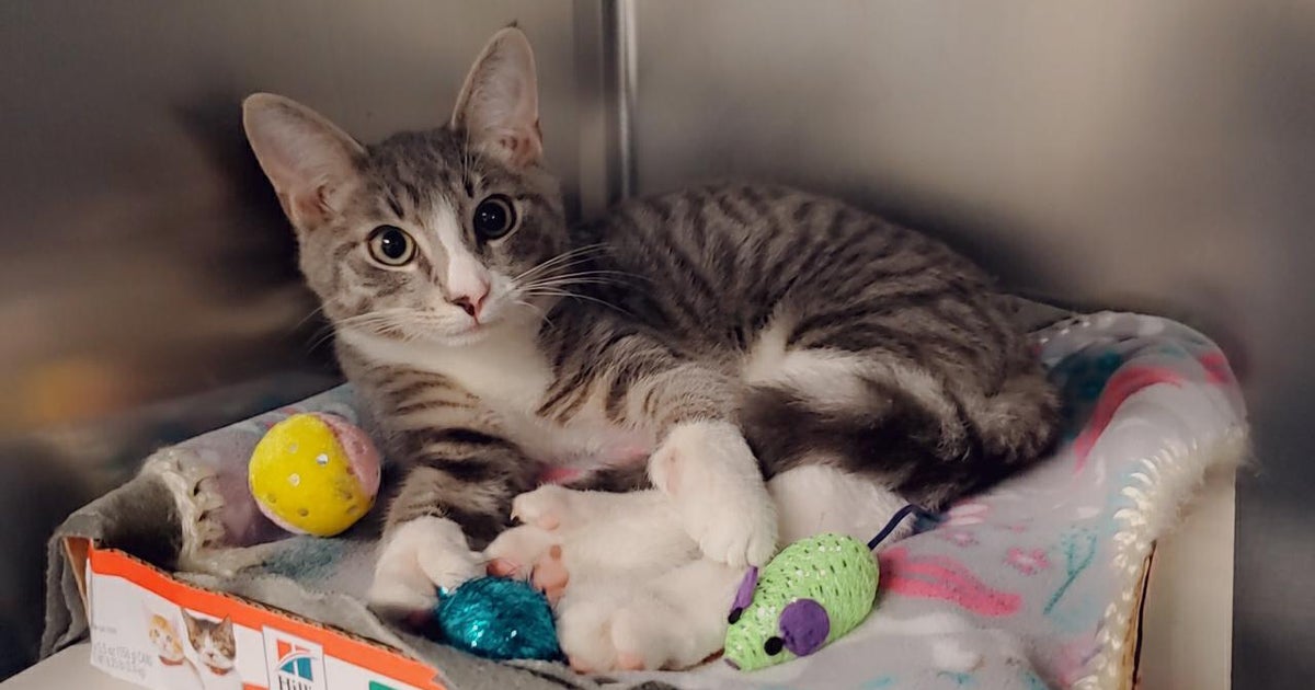 Rock Steady The Cat Is Up For Adoption At The MDSPCA - CBS Baltimore