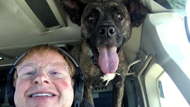 Flying dogs to their forever homes - CBS News