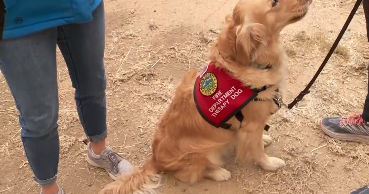 Kerith The Golden Retriever Comforts Firefighters Battling Woodward ...