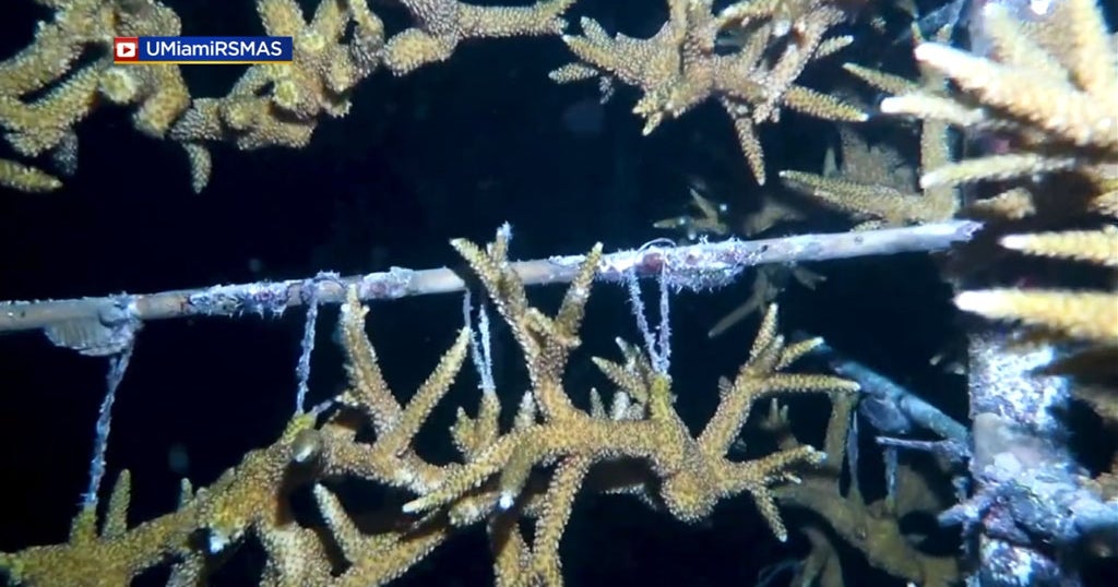 Restored Corals Observed Spawning For First Time In Waters Off Miami ...