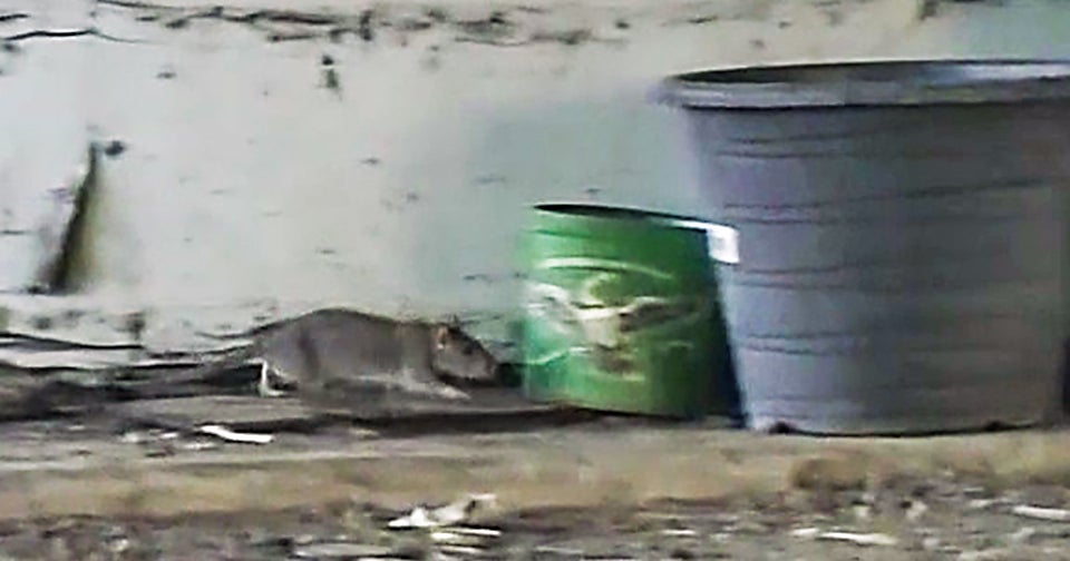 Rat Infestation Below I-280 Freeway in San Jose Draws Neighbors' Ire ...