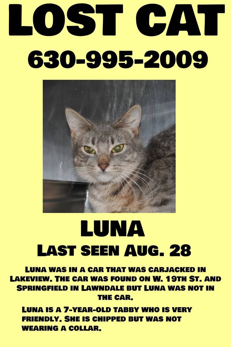 PAWS Chicago Announces Offer Of $5,000 Reward For Cat Who Was Taken In ...