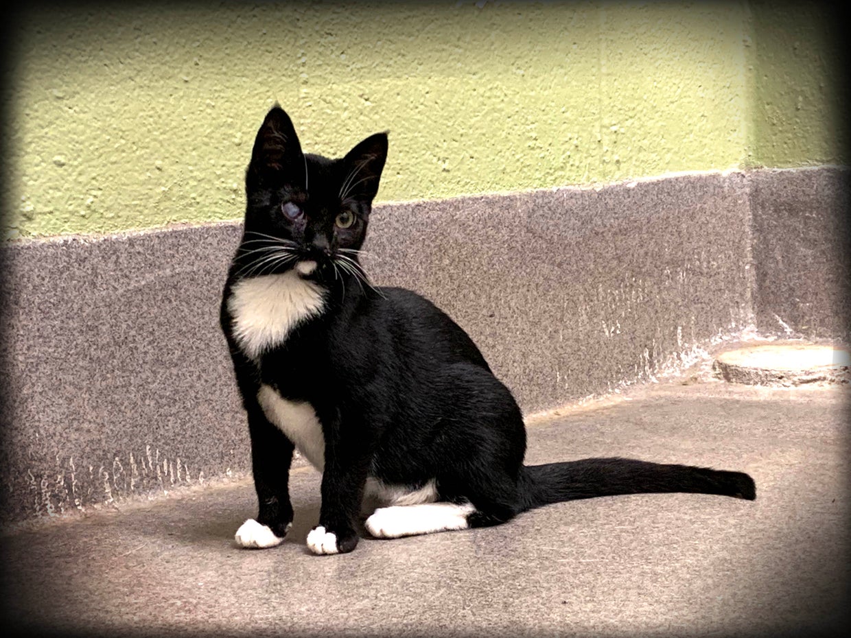 Kittens Tabitha And Tango Are Looking To Be Adopted From The MDSPCA ...