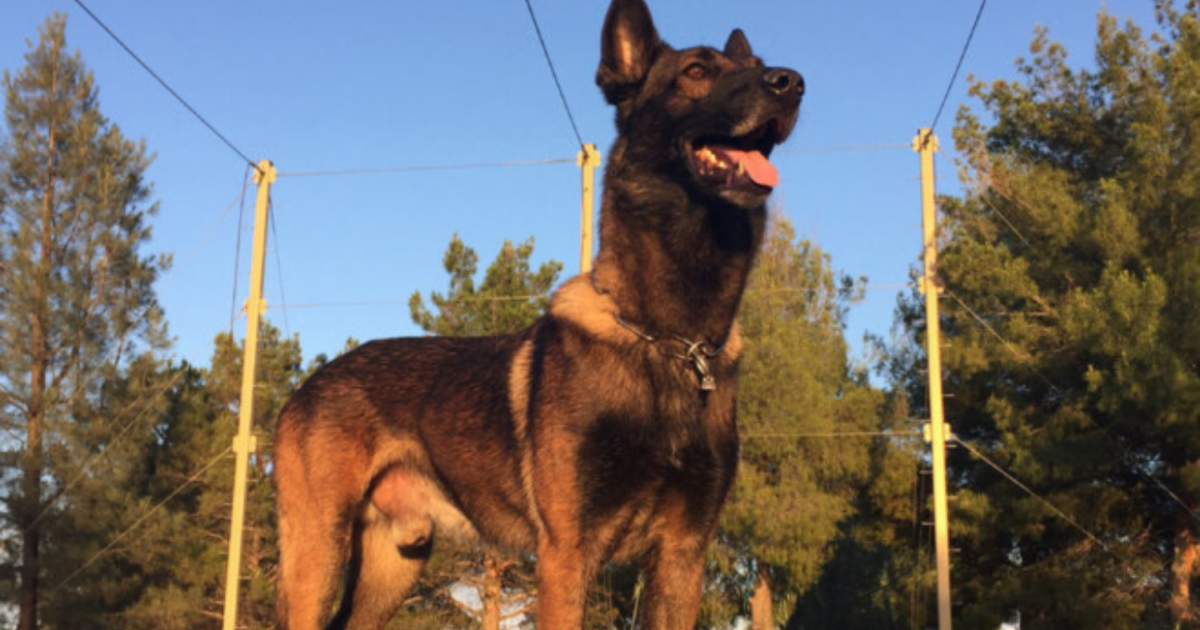 US Forest Service Police Dog Ice Survives Second Stabbing Attack - Good ...
