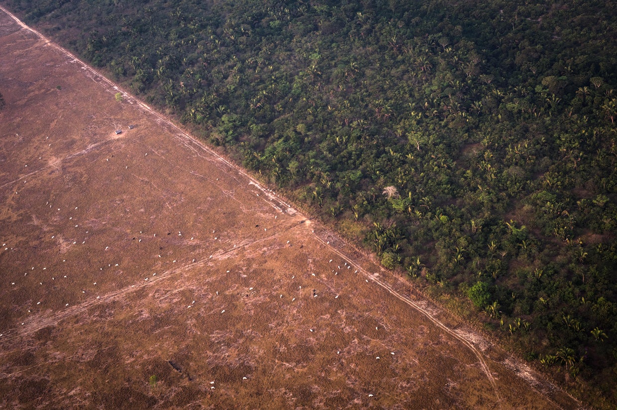 Animal populations worldwide have declined nearly 70% in just 50 years ...