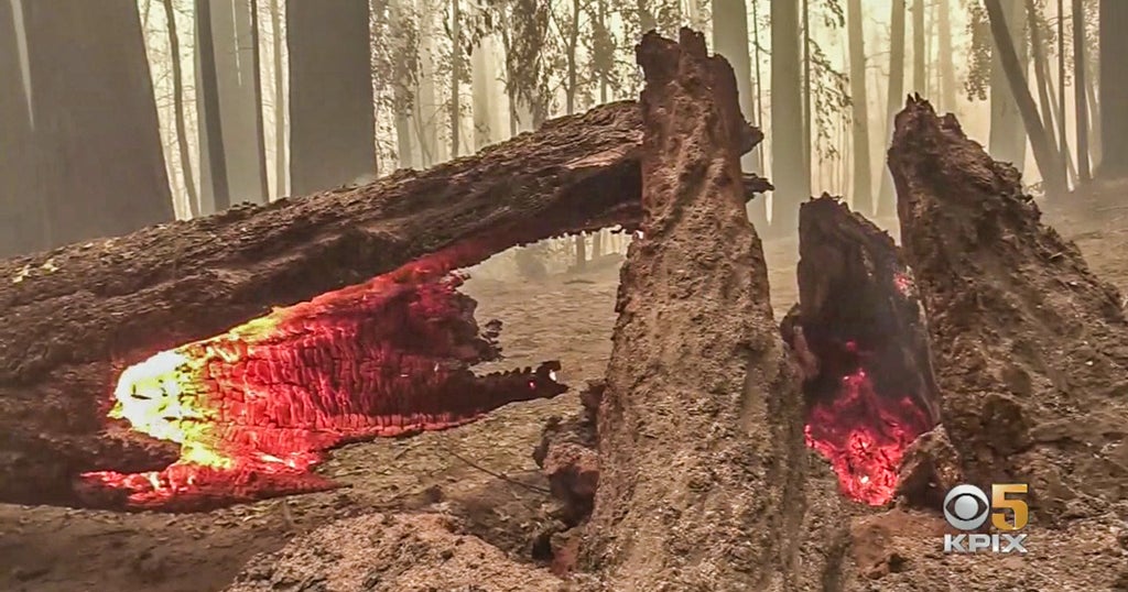 Wildfire Damage at Big Basin State Park Extensive but Largest Redwoods ...