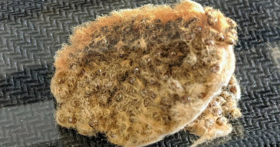 Baltimore CBP Discovers Nine Asian Gypsy Moth Egg Masses On Four ...