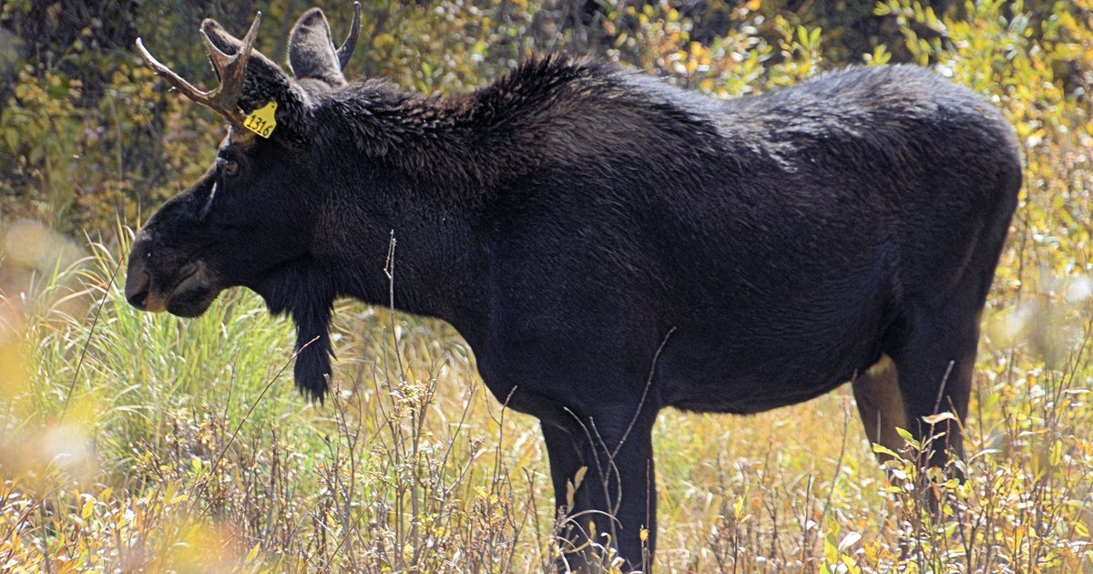 Man Injured During Moose Attack In Winter Park While Dogs Escape - CBS ...