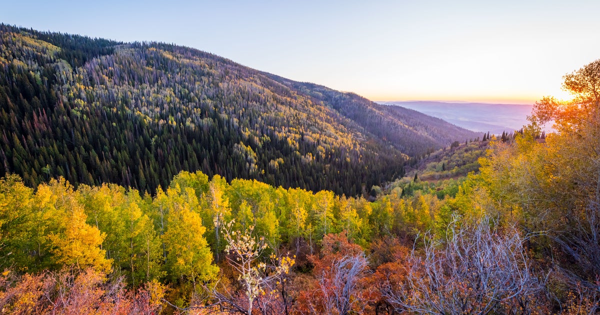 Fall Colors In Colorado 2020