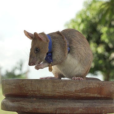"Hero rat" awarded animal bravery medal for sniffing out dozens of ...