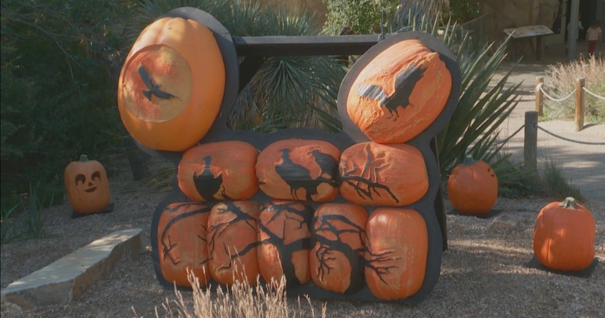 Costumes OK, But No Candy Being Handed Out At Denver Zoo's 'Boo At The ...
