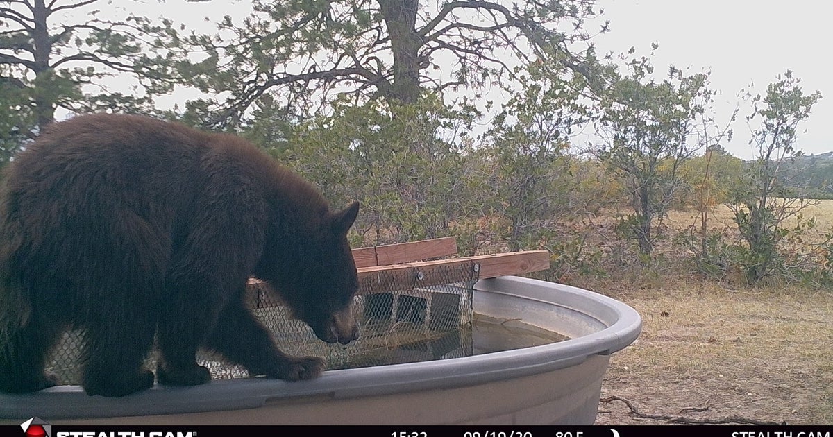 Family Of Bears Splashes, Soaks And Cuddles In Water Tank