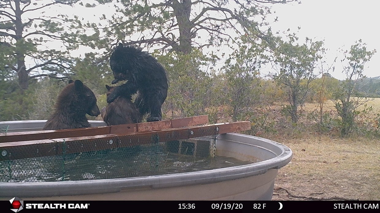 Family Of Bears Splashes, Soaks And Cuddles In Water Tank