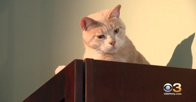 CBS3 Pet Project: How Do You Know Which Cat At Animal Shelter Is Best ...