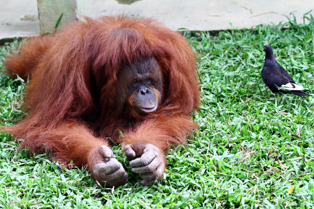 The most endangered species on Earth